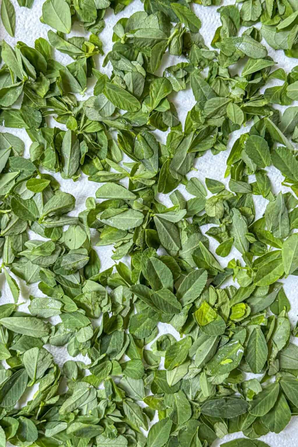 How to Store Methi Leaves - Sandhya's Kitchen